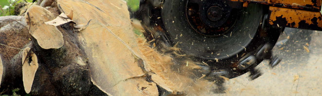 Stump Safety Pests & Disease Canberra - Synergetic Services Australia